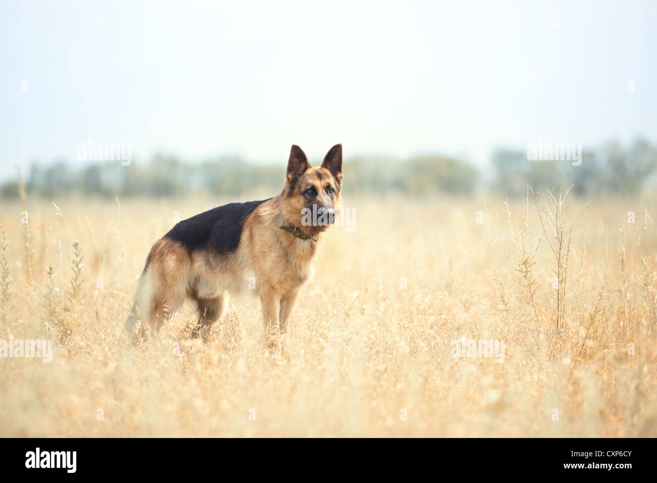 German sheepdog in the steppe. Color photo Stock Photo - Alamy