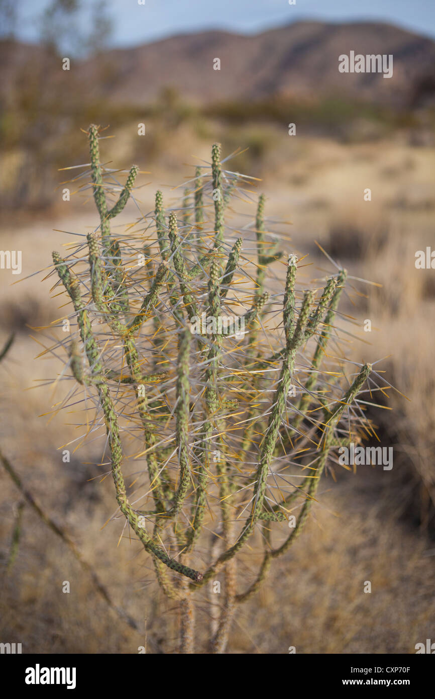 Joshua Tree, California Desert Stock Photo - Alamy
