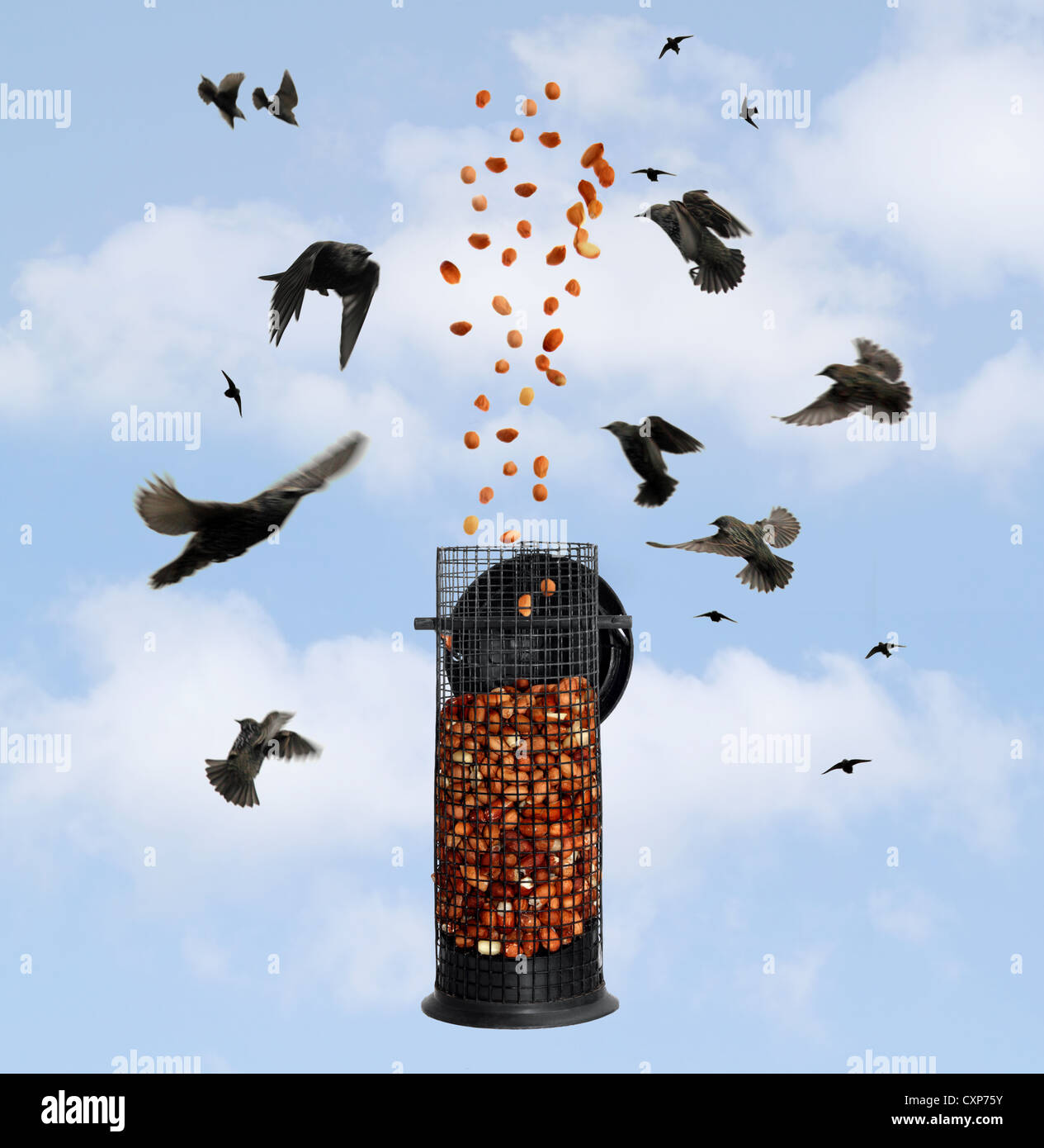 Merged image showing birds flying towards peanuts that are falling into ...