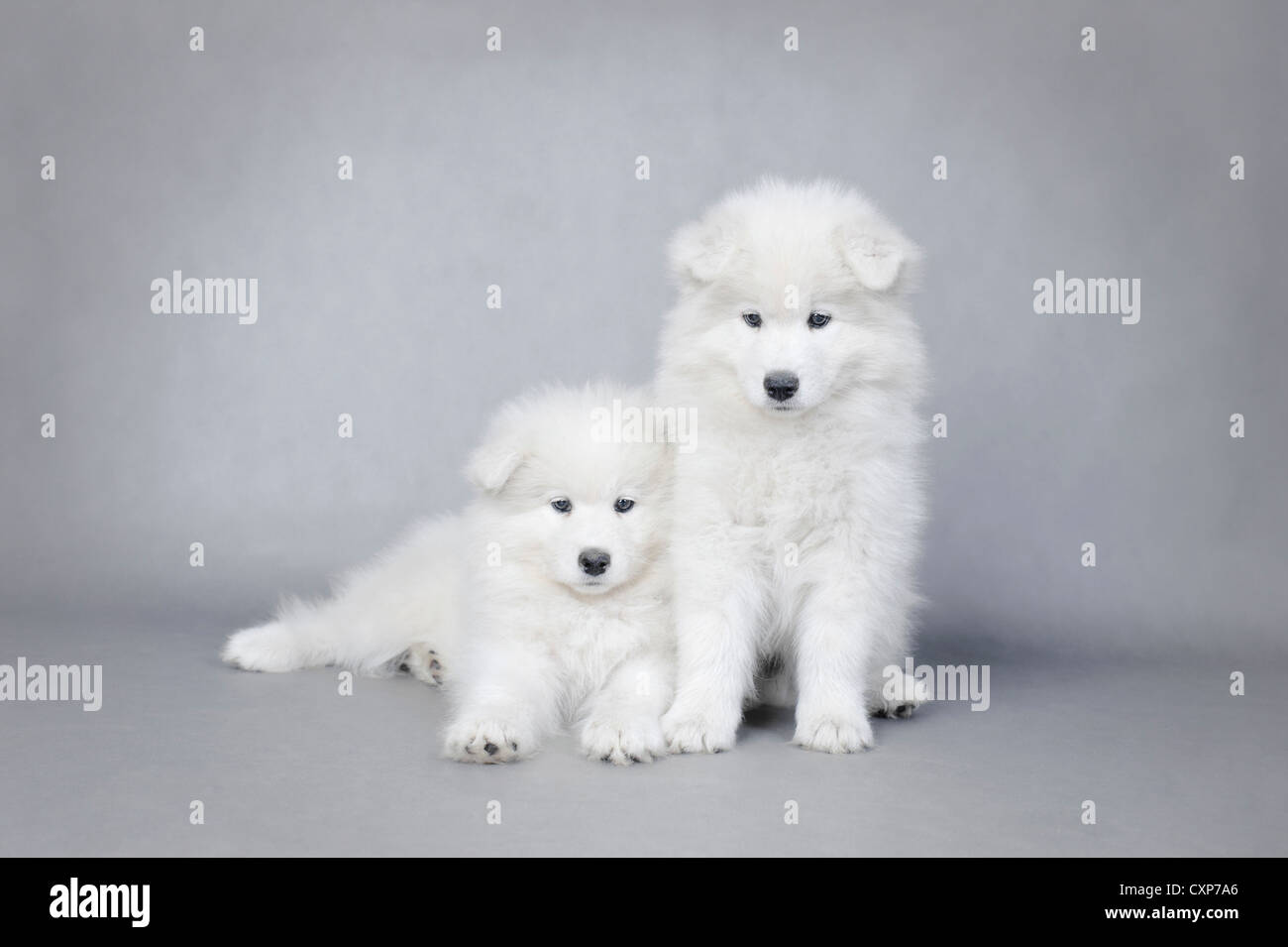 Two little Samoyed puppies portrait at grey background Stock Photo - Alamy