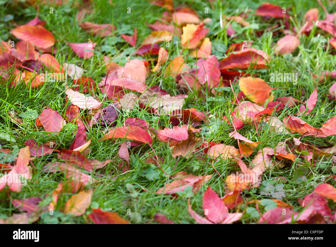 Coloured autumn leaves on the ground Stock Photo - Alamy