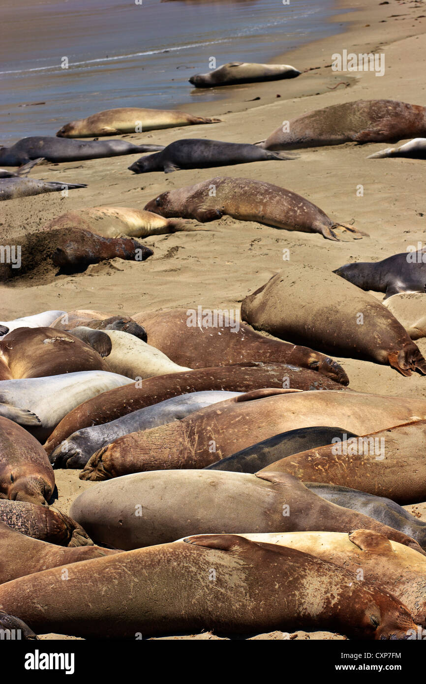 Elephant seals on beach California cost California USA Stock Photo - Alamy