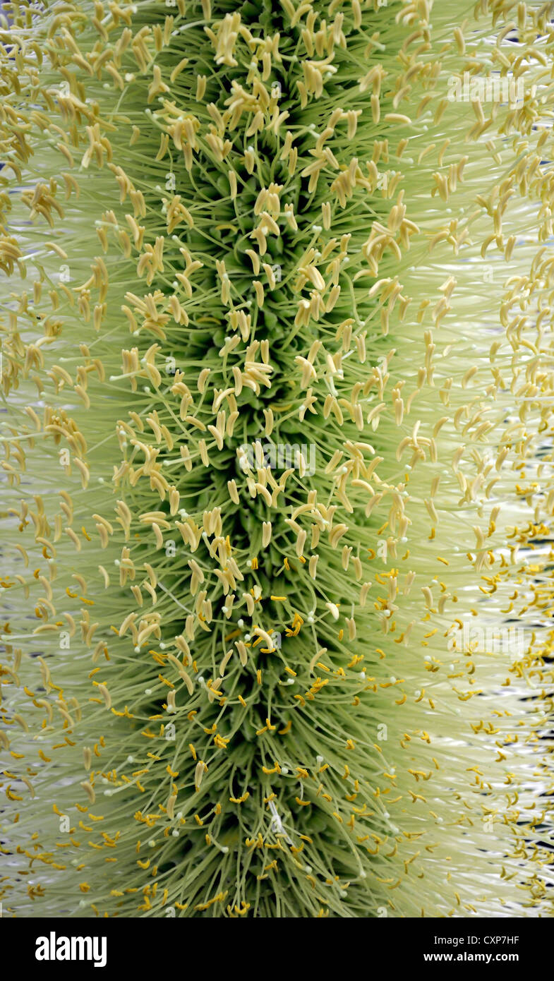 agave bracteosa flower spike inflorescence Squid Agave Octopus agave ...