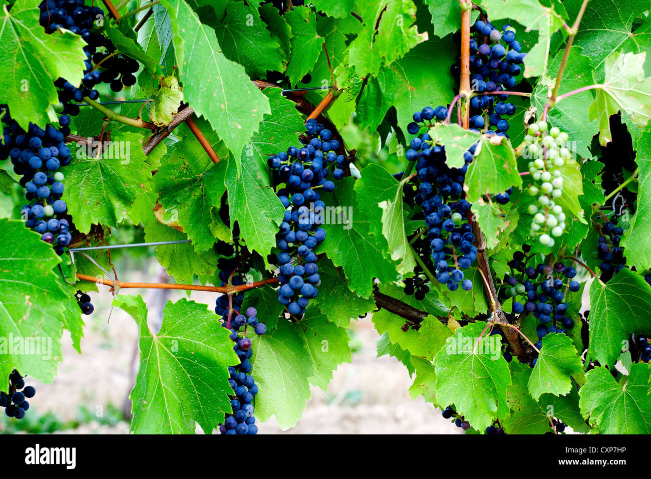 Red grapes on stock Niagara Region Ontario Canada Stock Photo - Alamy
