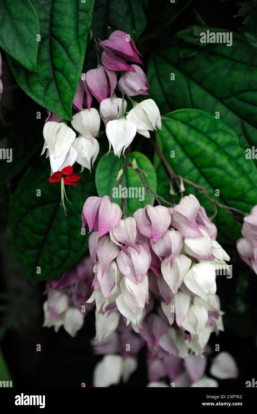 Clerodendrum thomsoniae hi-res stock photography and images - Alamy