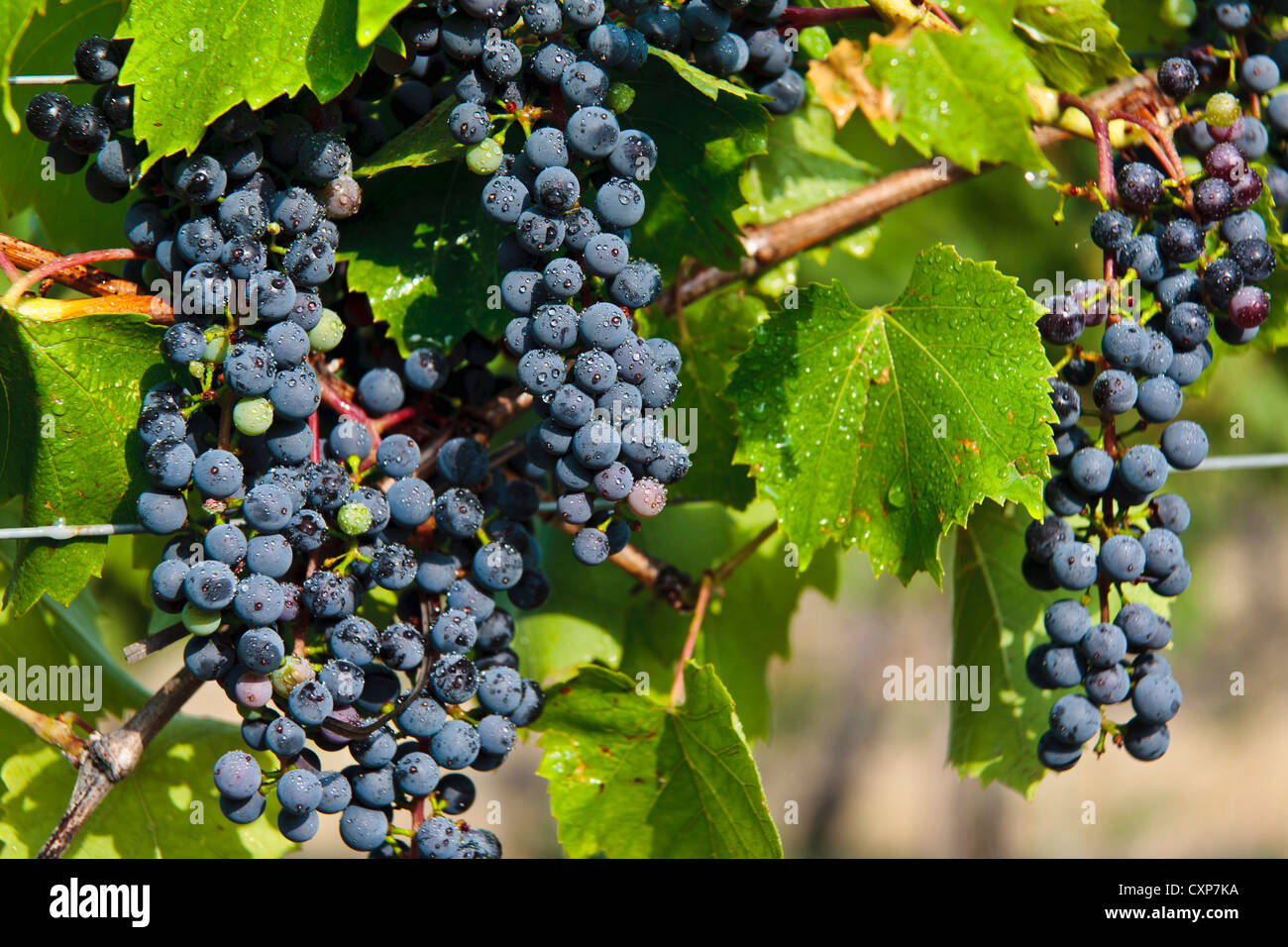 Red grapes on stock Niagara Region Ontario Canada Stock Photo - Alamy