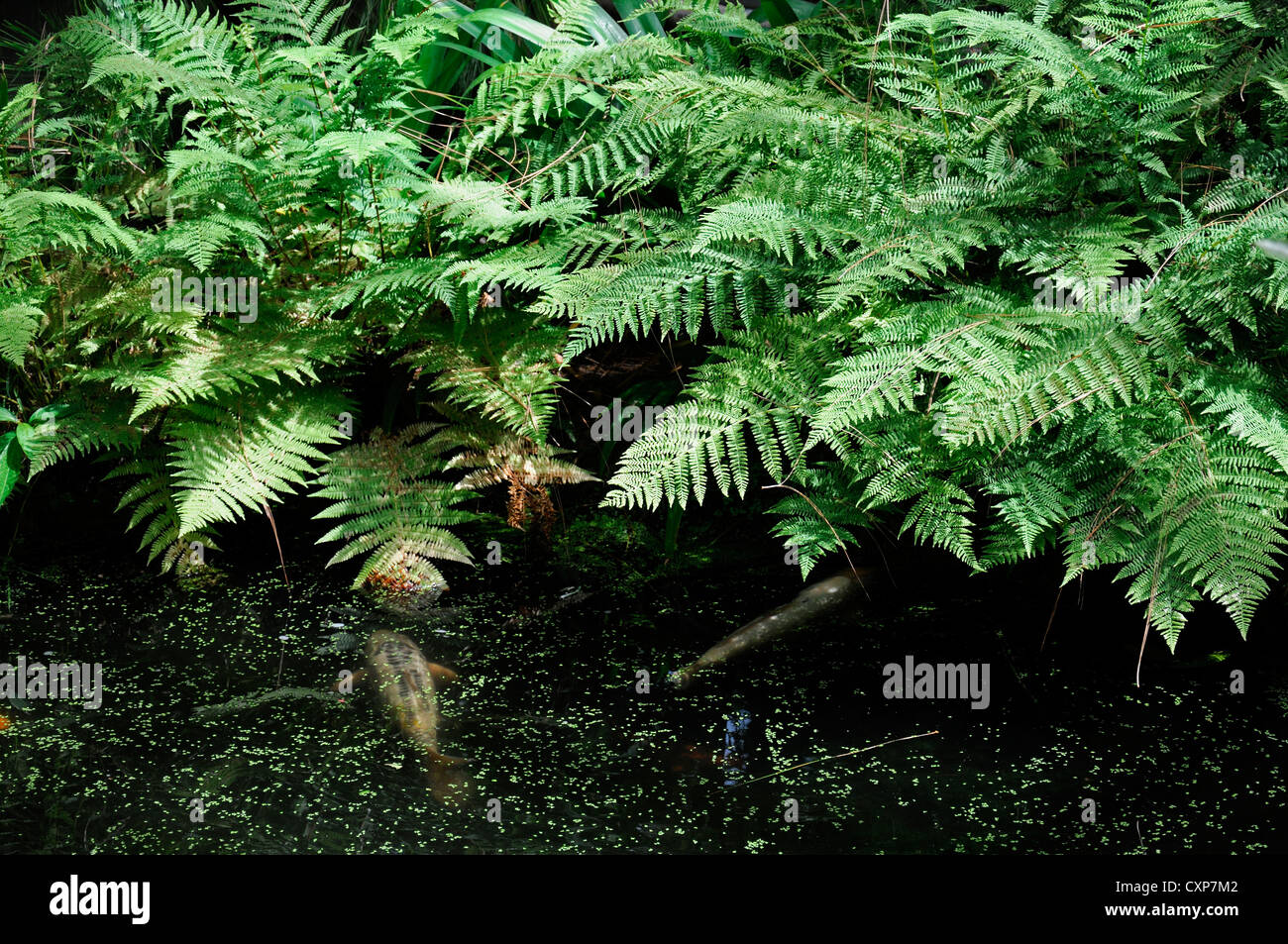 dryopteris fern frond fronds leaves leaf foliage beside overhanging ...