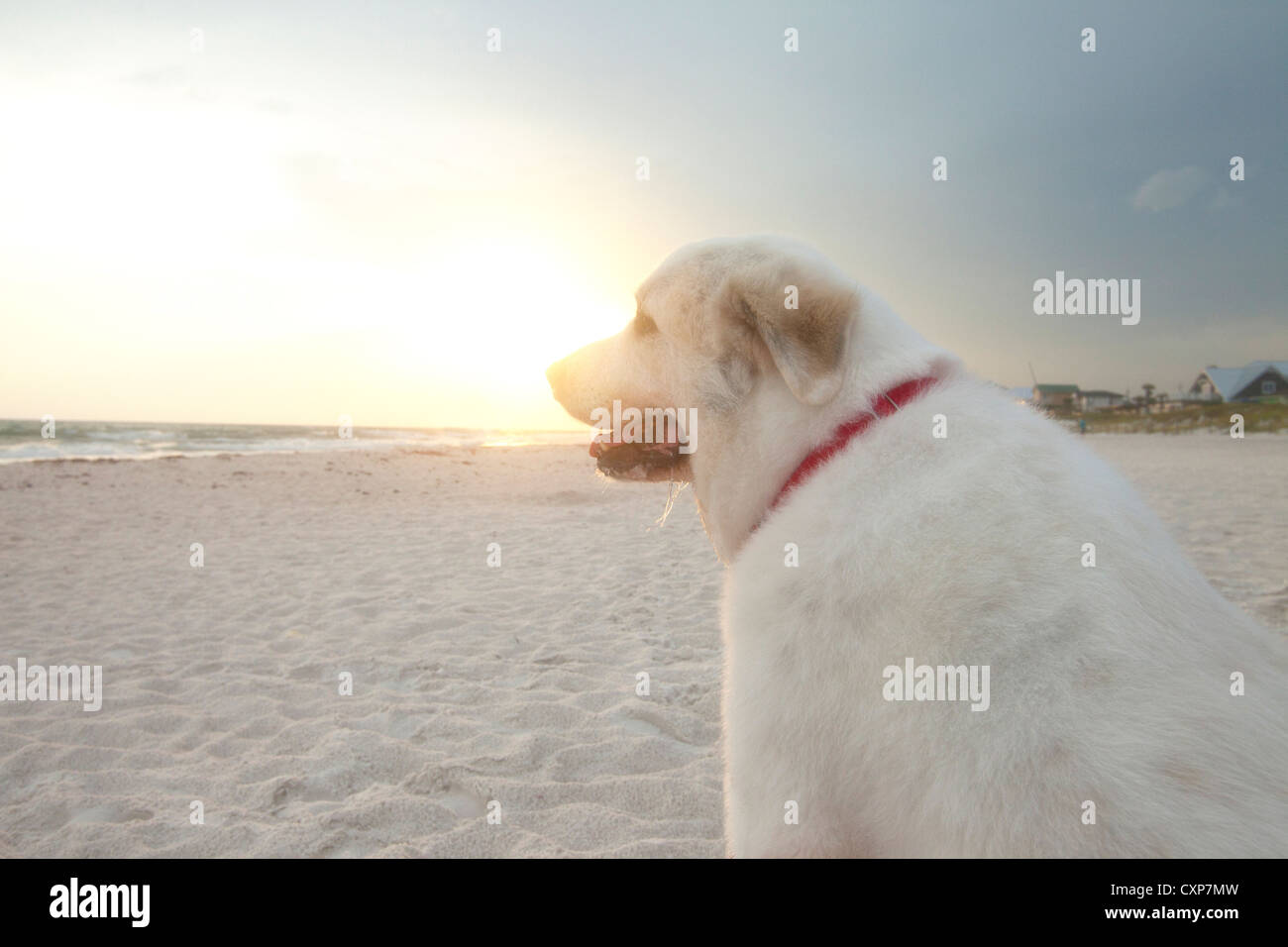 Great Pyrenees With A Summer Haircut On A Dog Beach Panorama City
