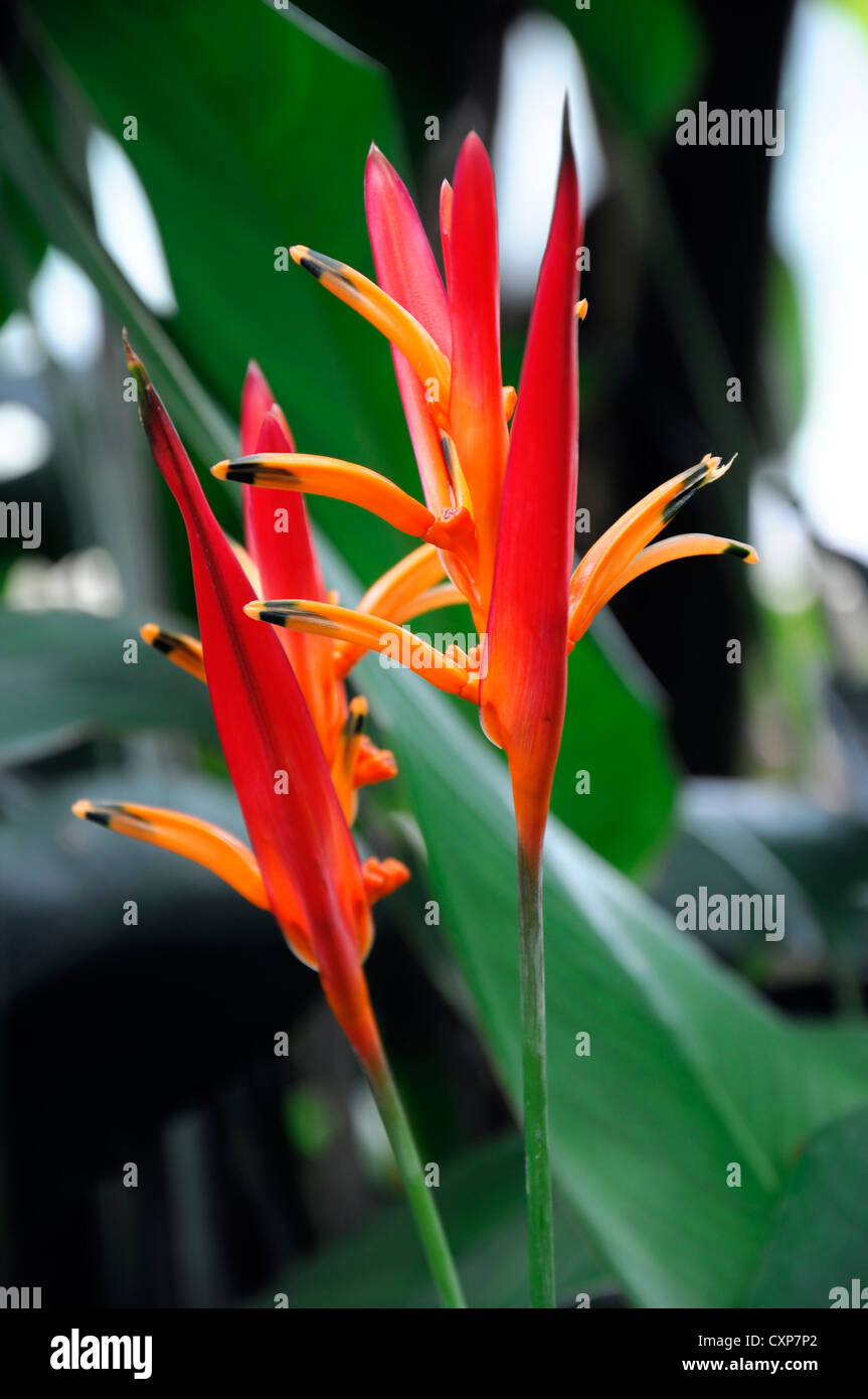 heliconia psittacorum x spathocircinata guyana heliconia flower bright ...