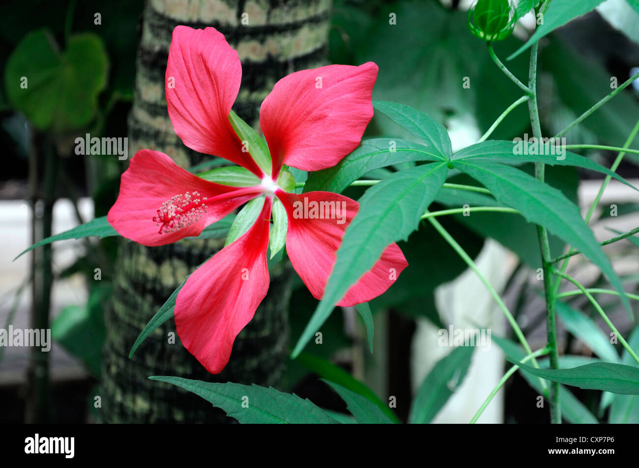 hibiscus militaris red flower flowering plant portraits closeup ...
