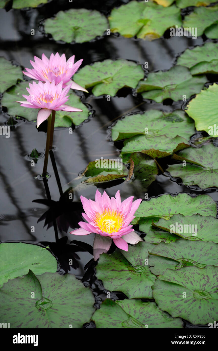 nymphaea general pershing pink flower tropical waterlily plant ...