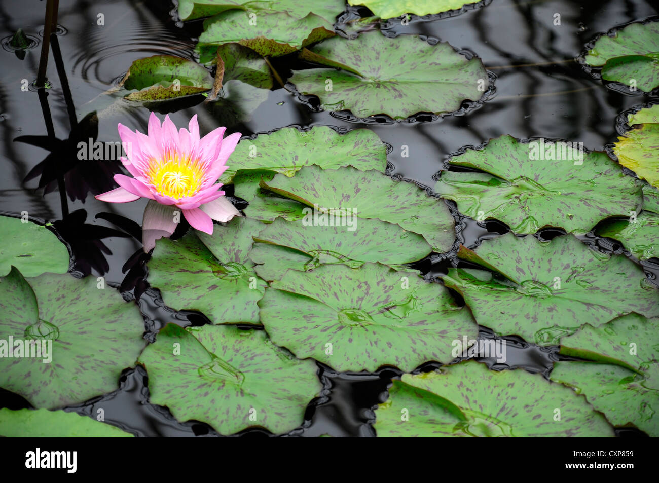 nymphaea general pershing pink flower tropical waterlily plant ...