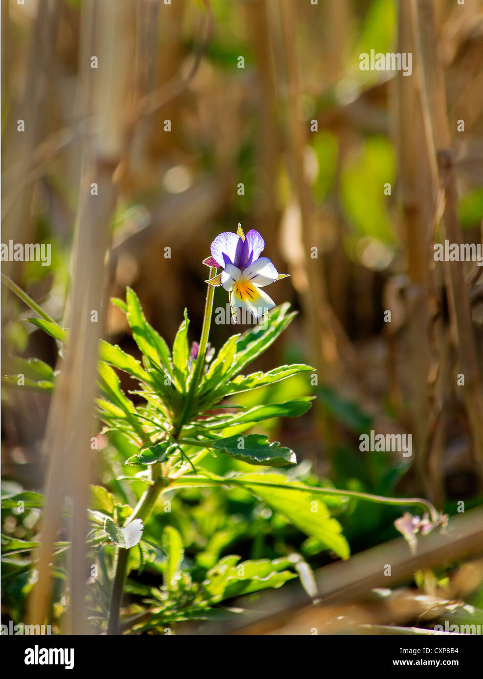 WILD PANSY GROWS in the stubble field after harvest Stock Photo - Alamy