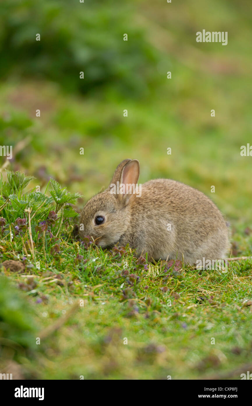 Young Rabbit(Oryctolagus cuniculus) grazing on field margin vegetation ...