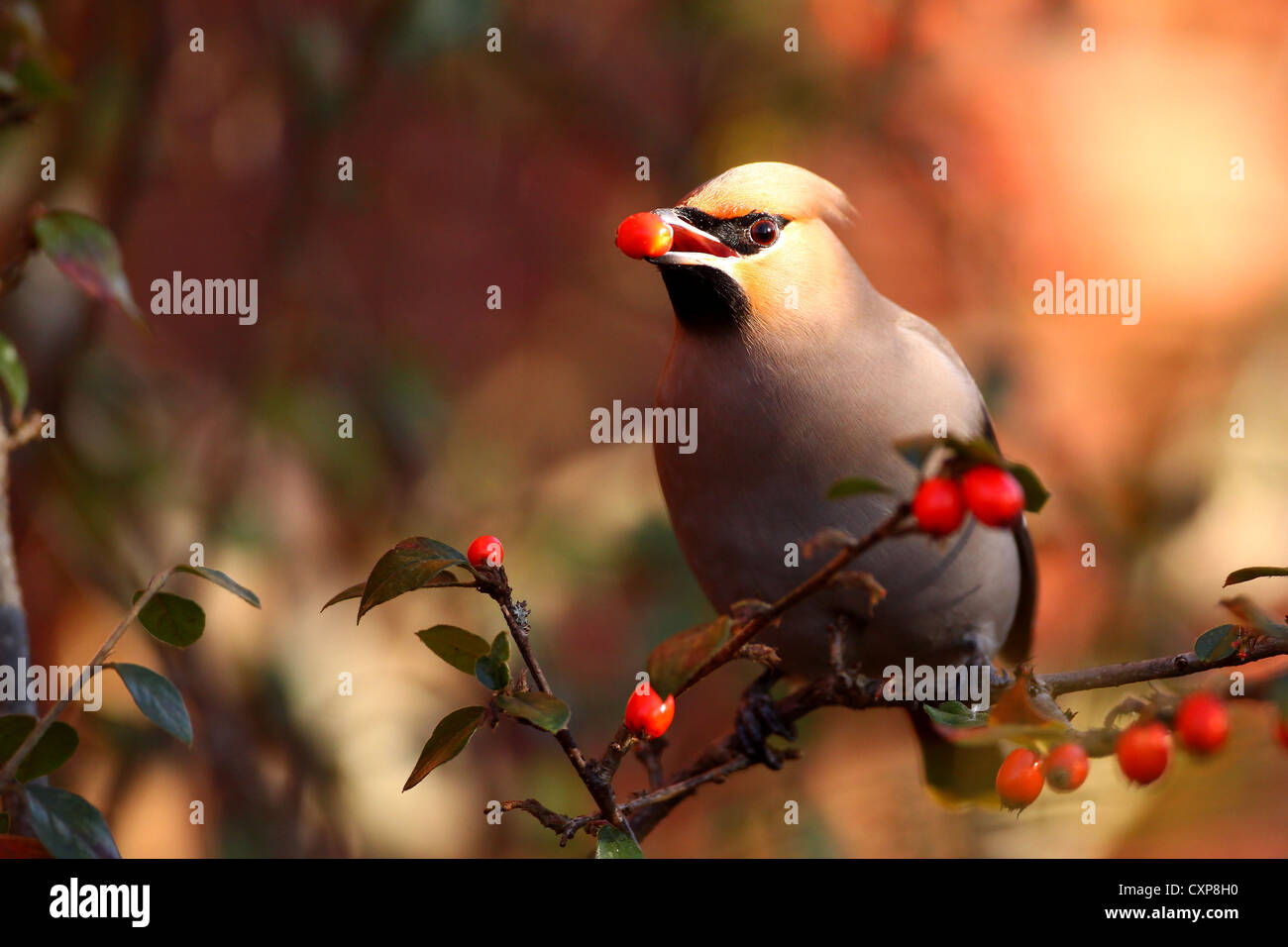 Waxwing eating Berries Stock Photo - Alamy