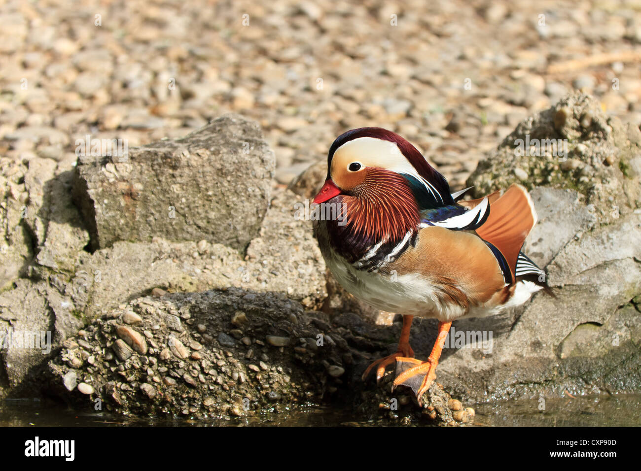 Mandarin Duck Drake (Aix Galericulata Stock Photo - Alamy