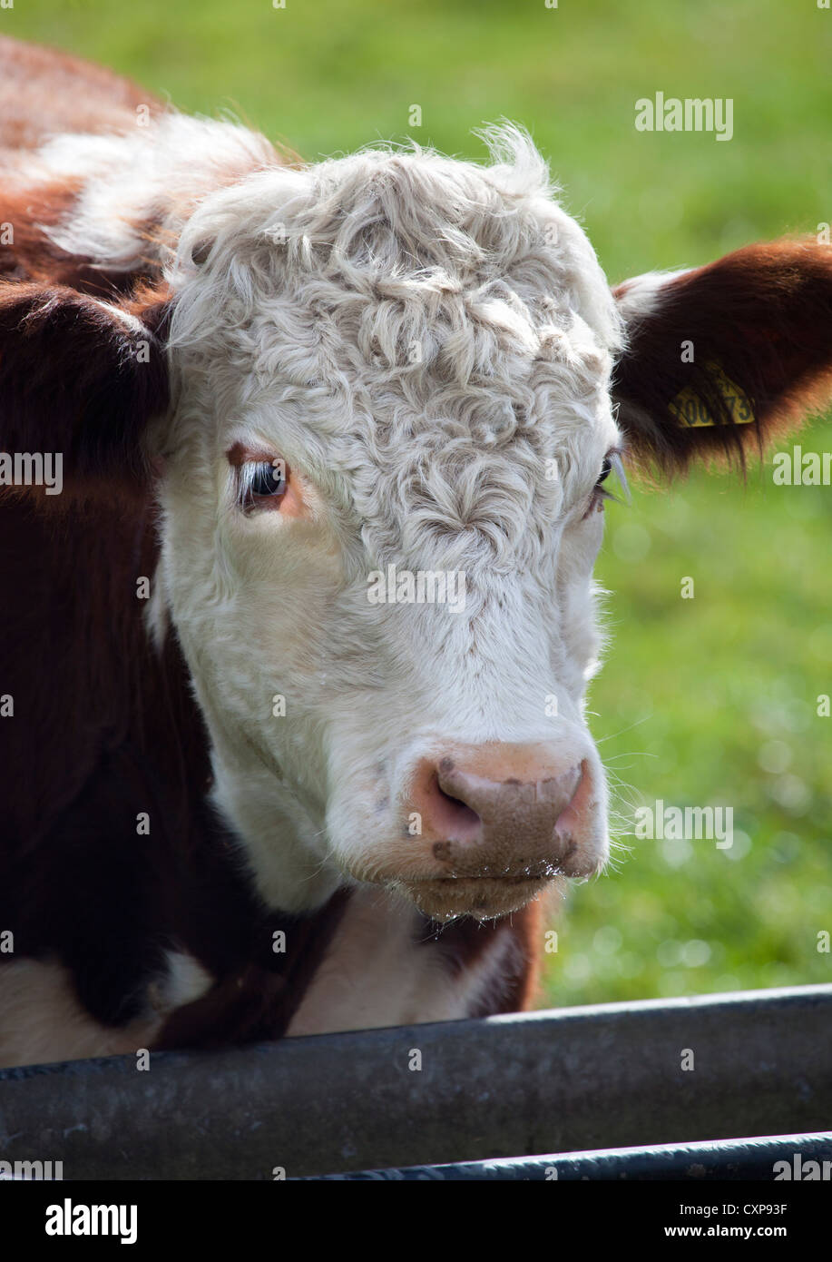 Bull face hi-res stock photography and images - Alamy