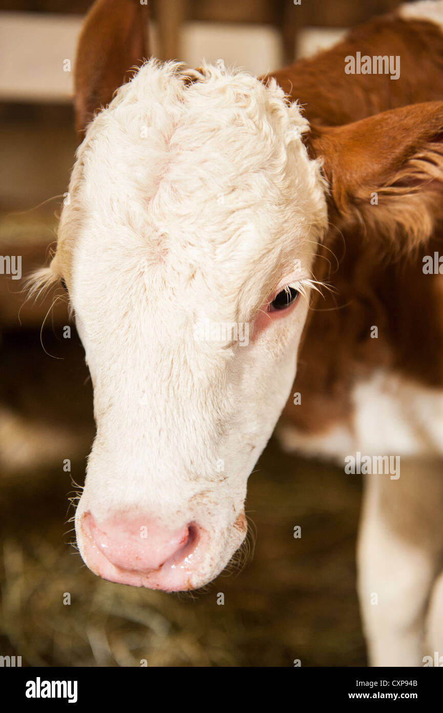 new born calf Stock Photo - Alamy