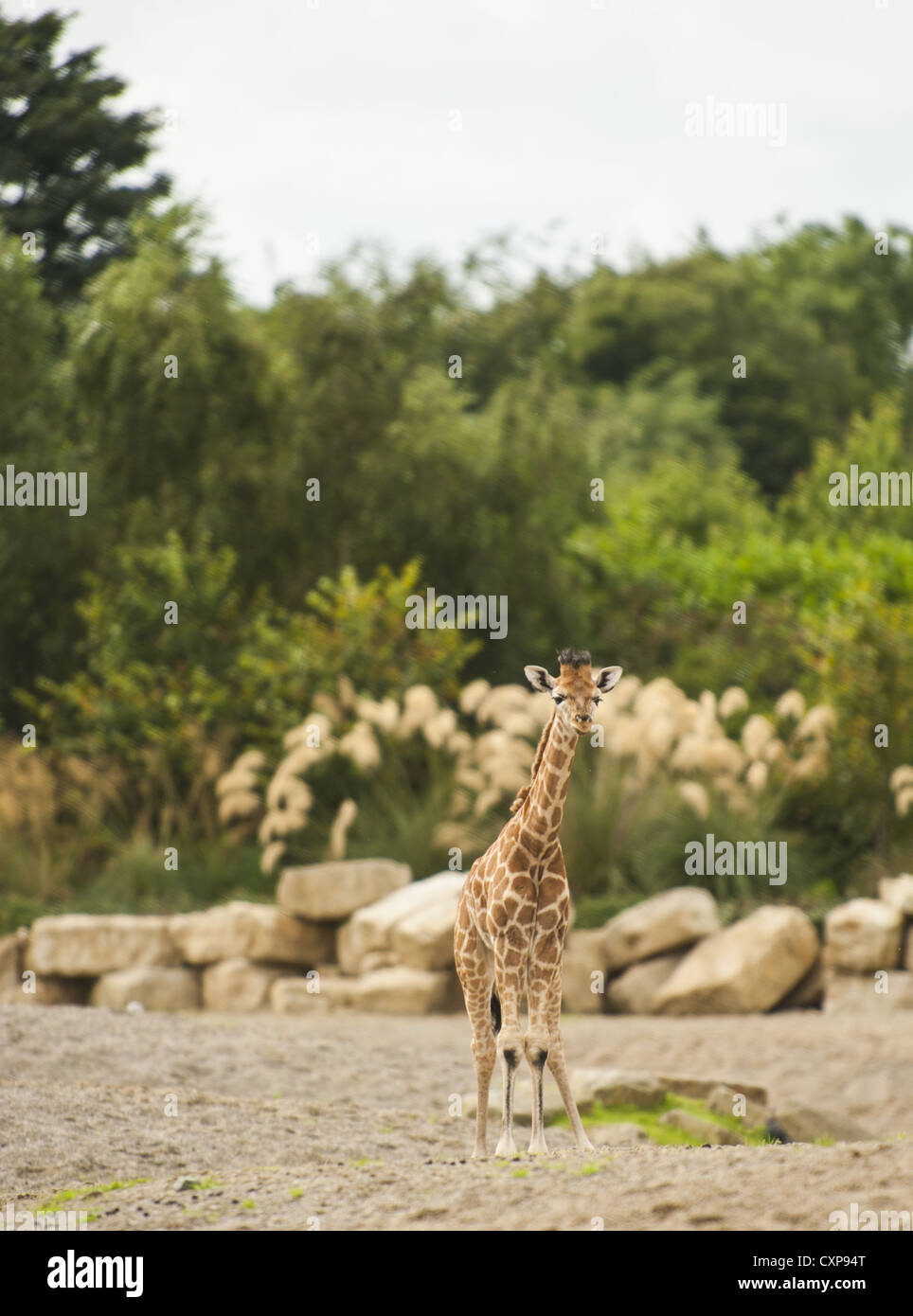 Cute giraffe newborn hi-res stock photography and images - Alamy