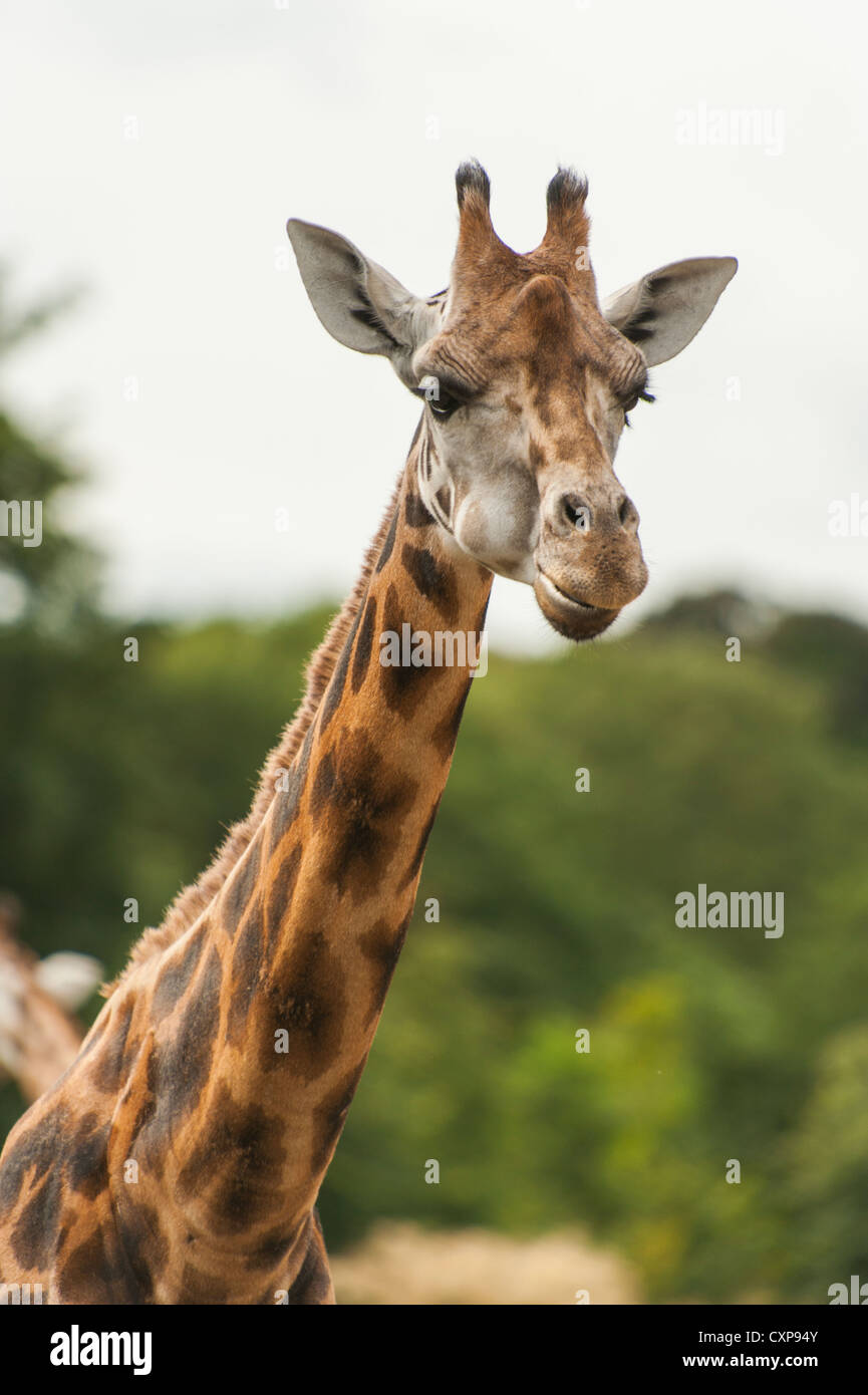 Giraffe bubble hi-res stock photography and images - Alamy