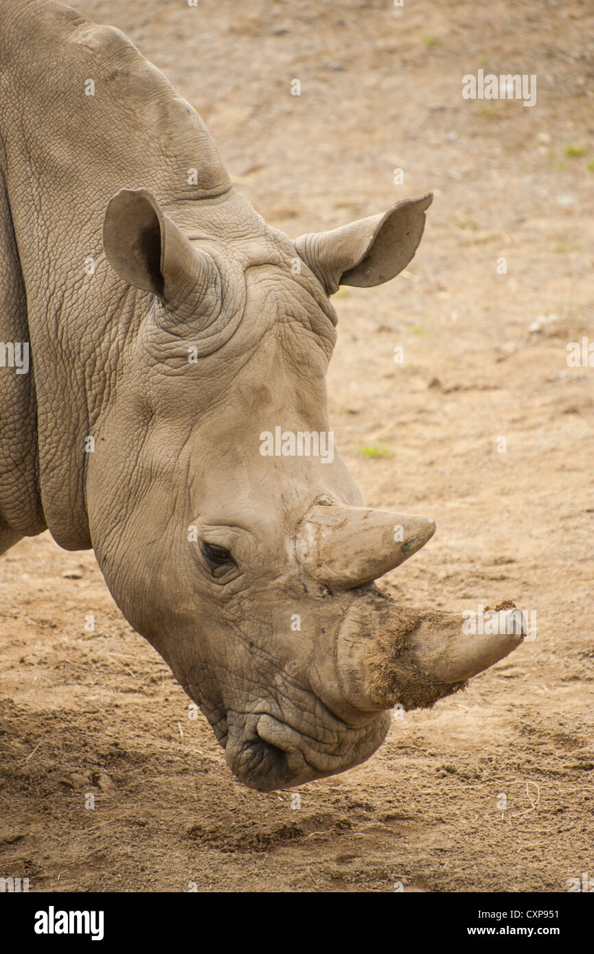 Rhino territory hi-res stock photography and images - Alamy