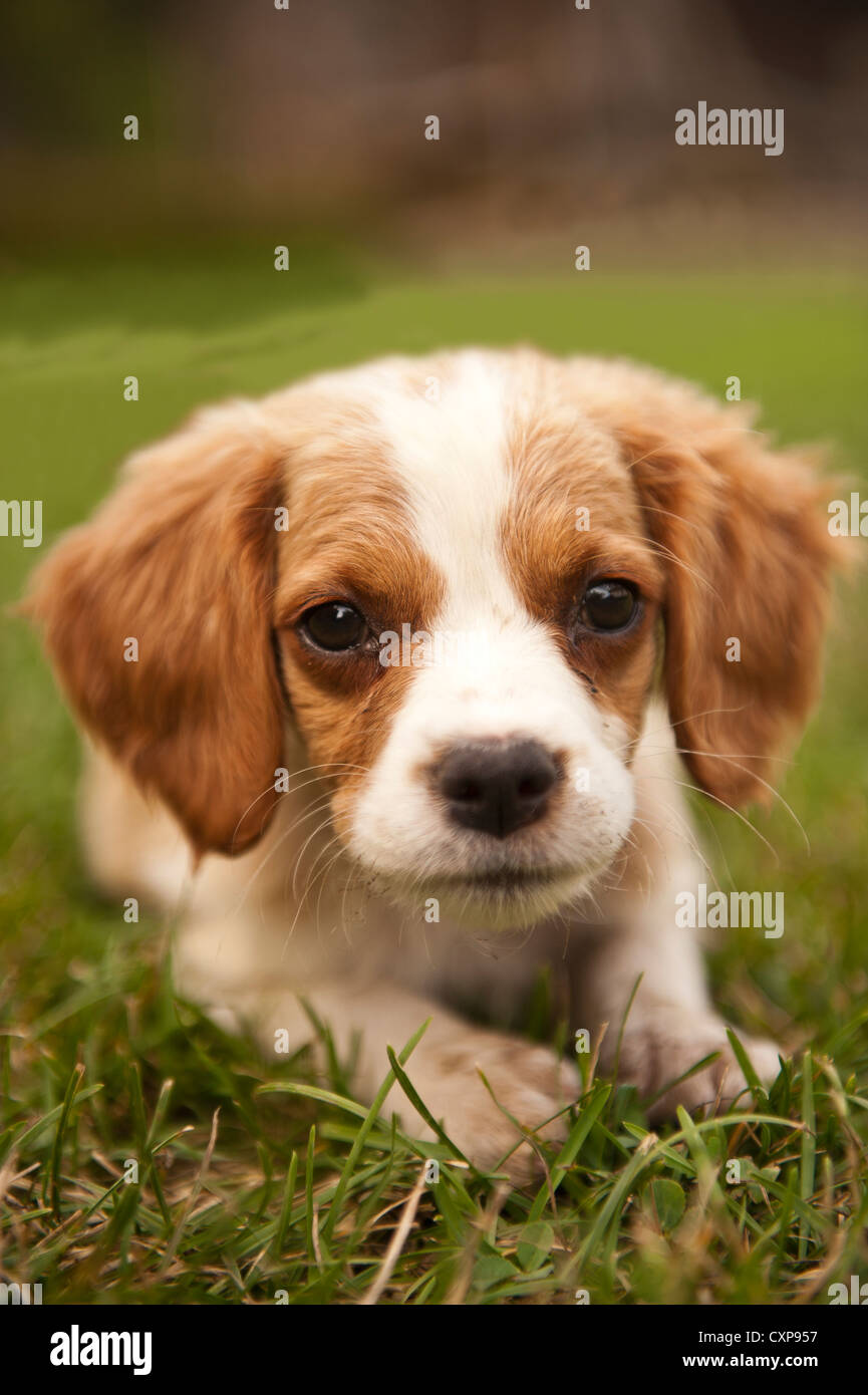 Baby King Charles Stock Photo - Alamy