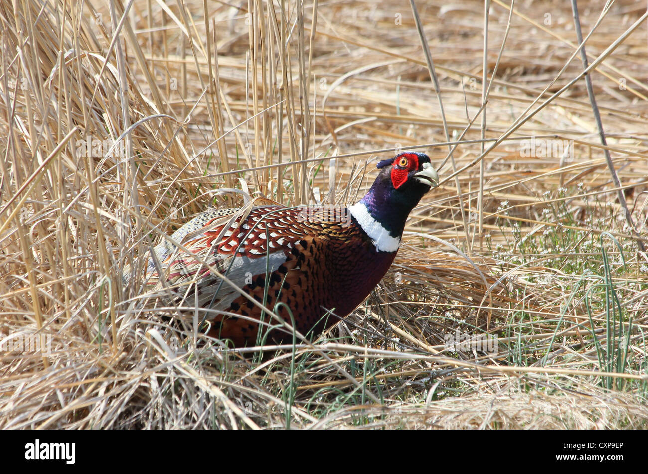 Male ring-necked pheasant looking at the camera Stock Photo - Alamy