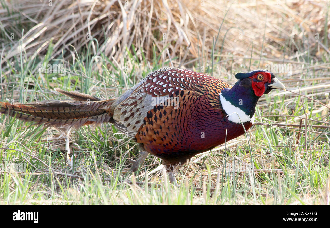 Male ring-necked pheasant walking to the right Stock Photo - Alamy