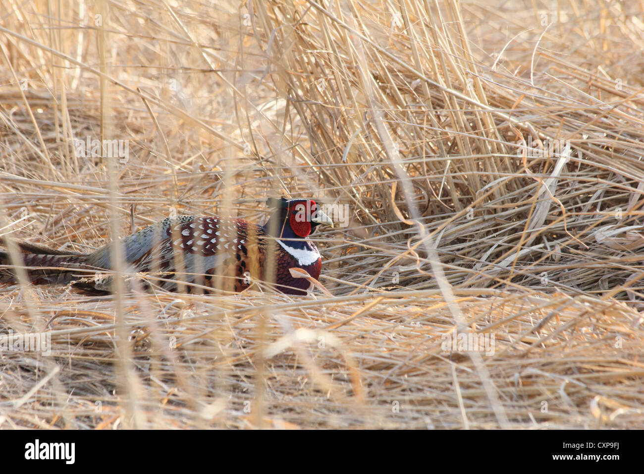 Male ring-necked pheasant sitting in a field of tall grass Stock Photo ...