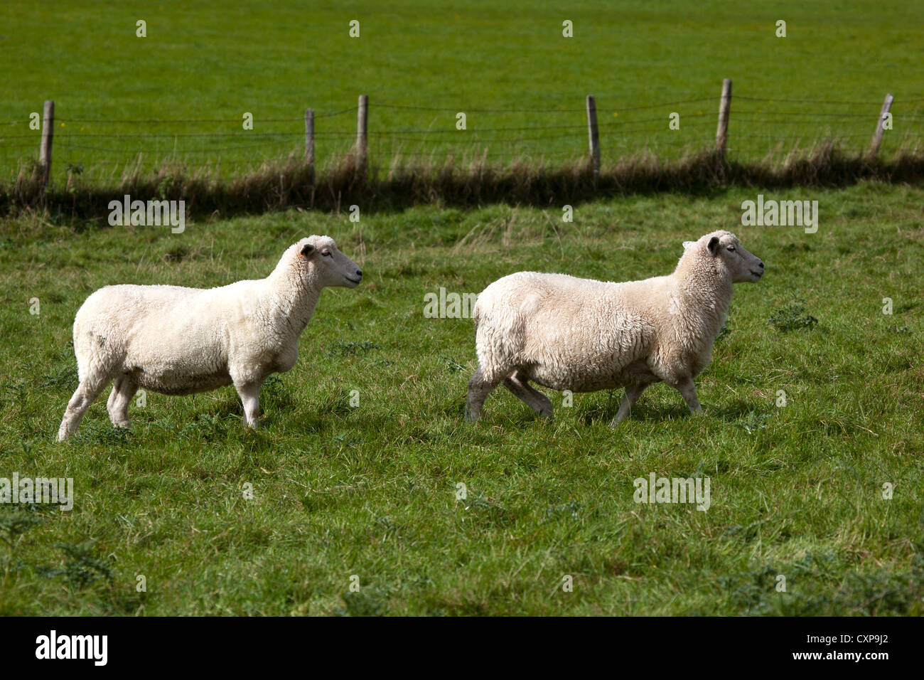 Two sheep hi-res stock photography and images - Alamy