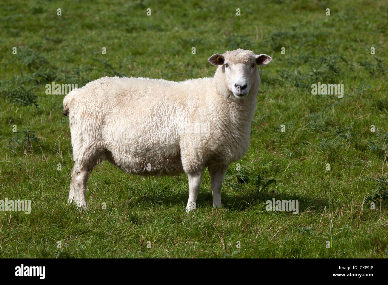 Sheep pair hi-res stock photography and images - Alamy