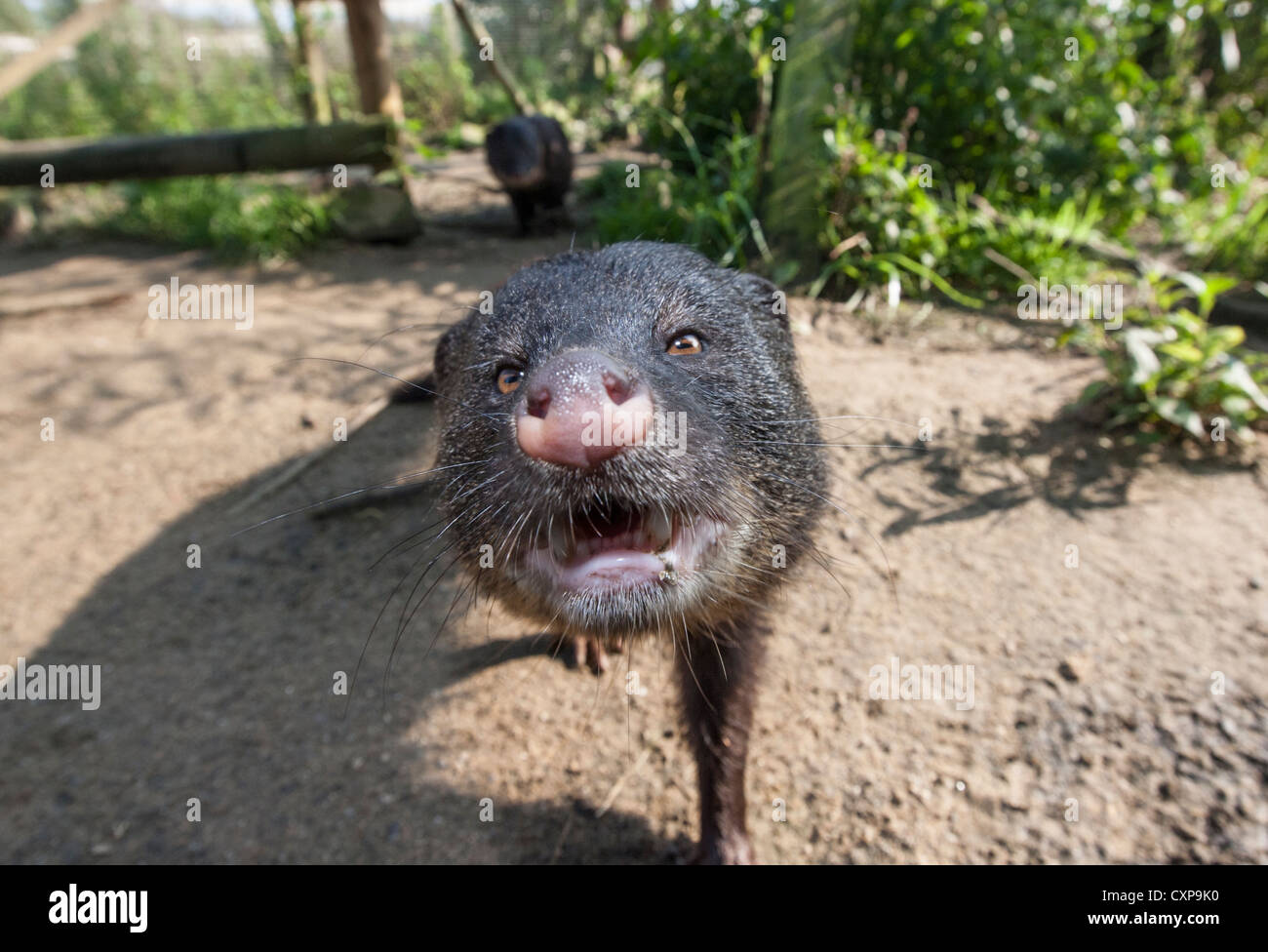 Marsh Mongoose High Resolution Stock Photography and Images - Alamy
