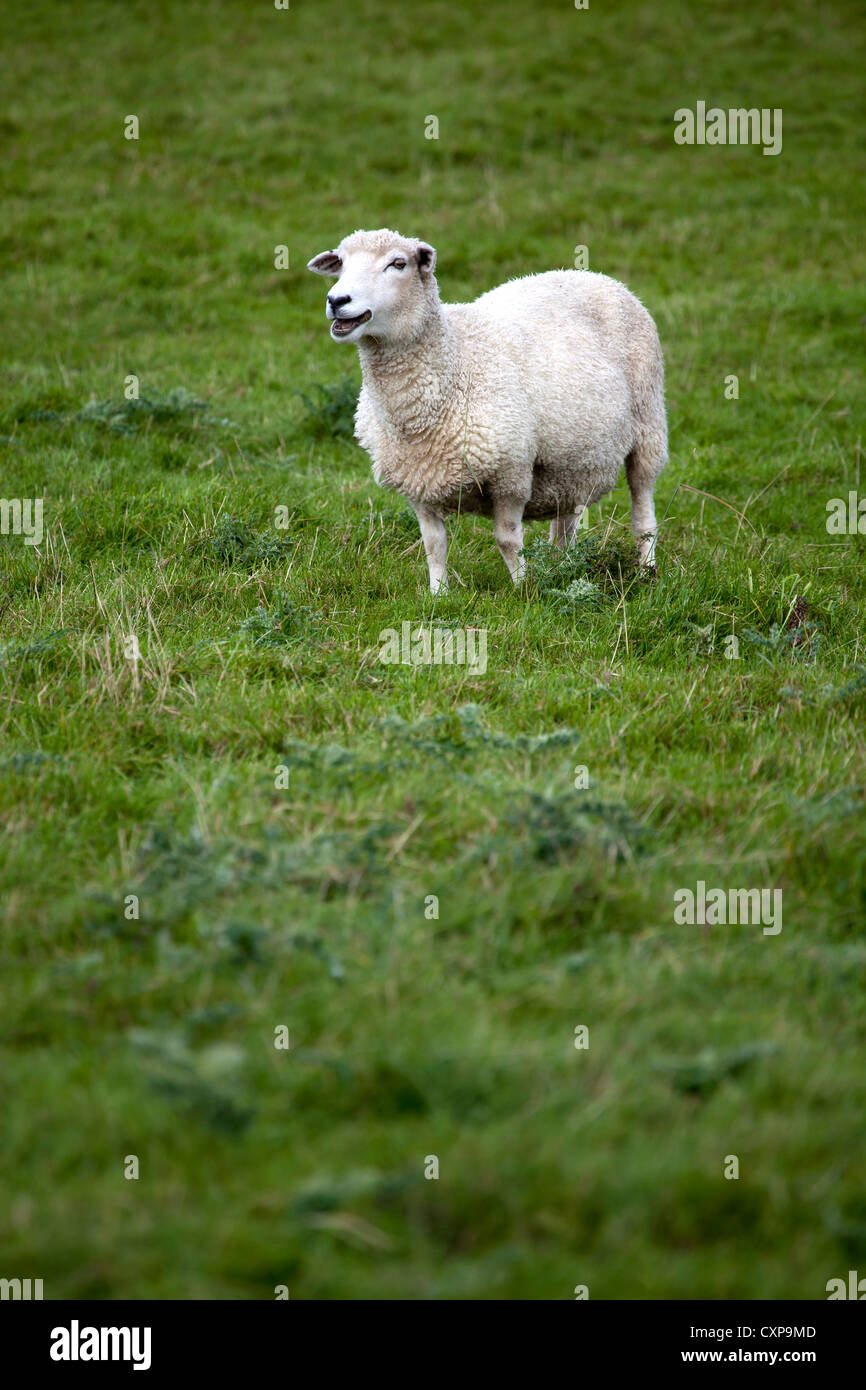 Sheep pair hi-res stock photography and images - Alamy