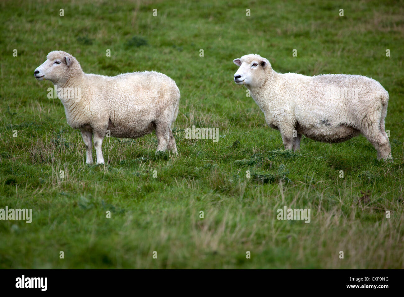 Two sheep grass hi-res stock photography and images - Alamy