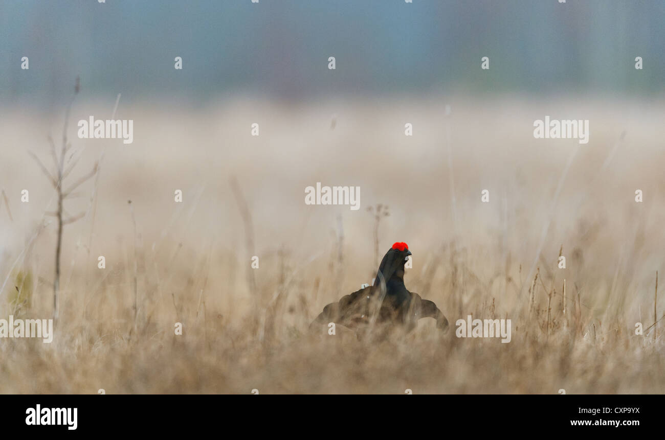 Lekking Black Grouse ( Lyrurus tetrix). Early morning. Forest Stock ...