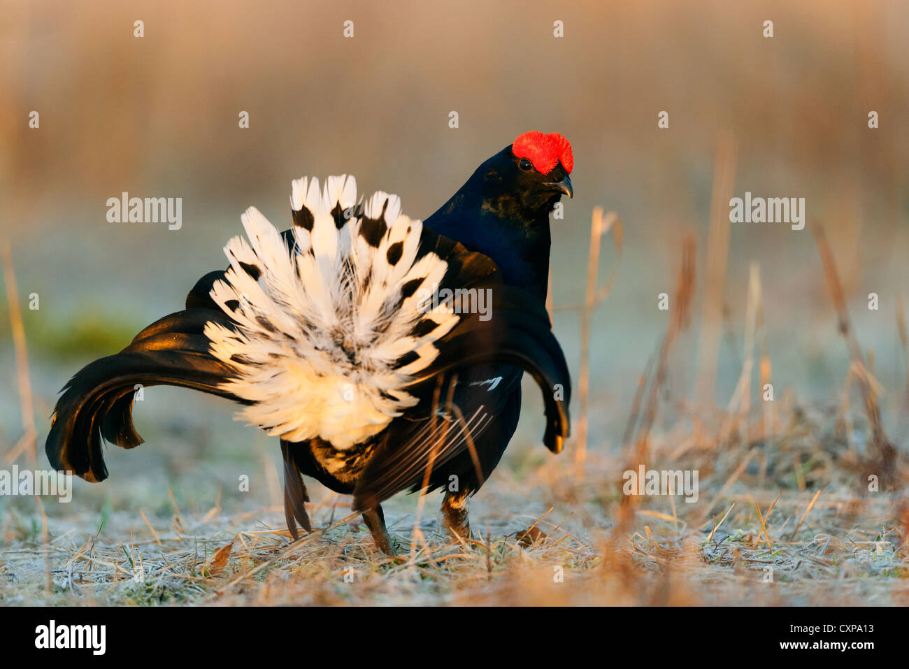 Lekking Black Grouse ( Lyrurus tetrix Stock Photo - Alamy