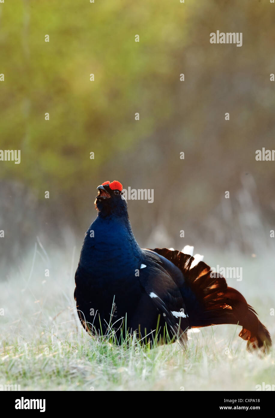 Lekking Black Grouse ( Lyrurus tetrix Stock Photo - Alamy