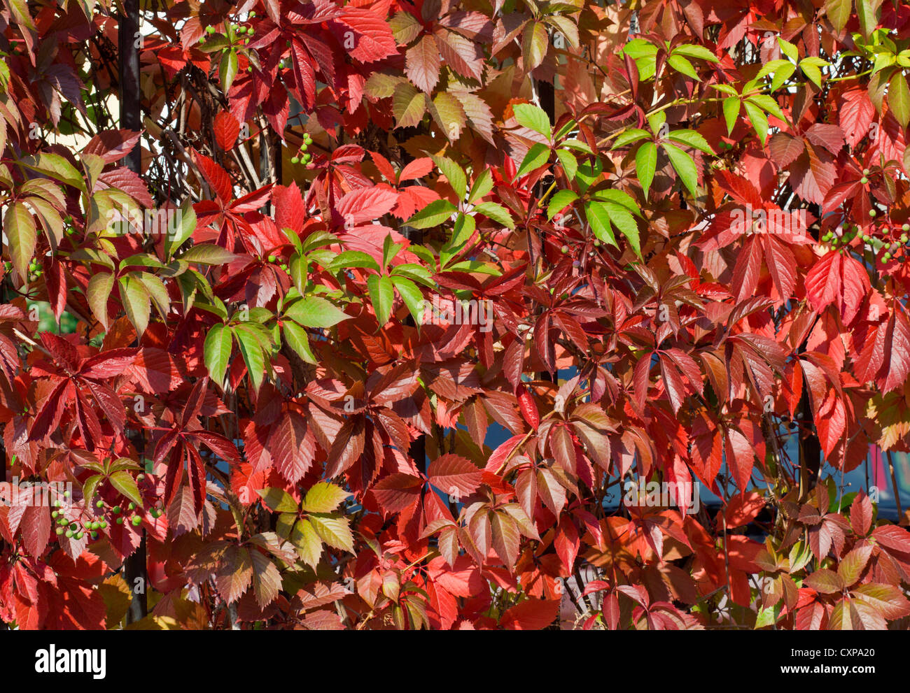 Wild grape vine hi-res stock photography and images - Alamy