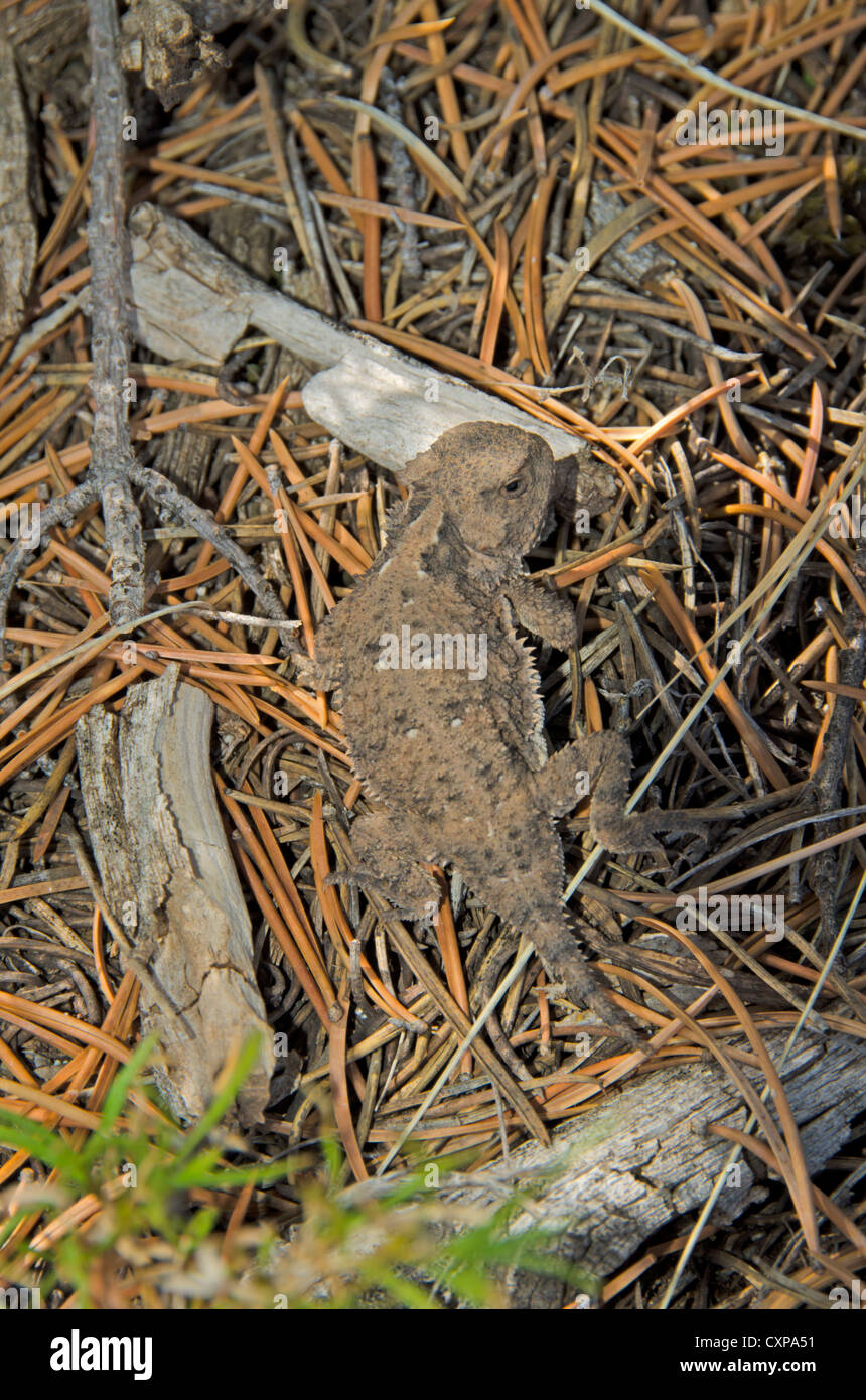 Juvenile Greater Short-horned Lizard (Phrynosoma hernandesi), Ridgway ...