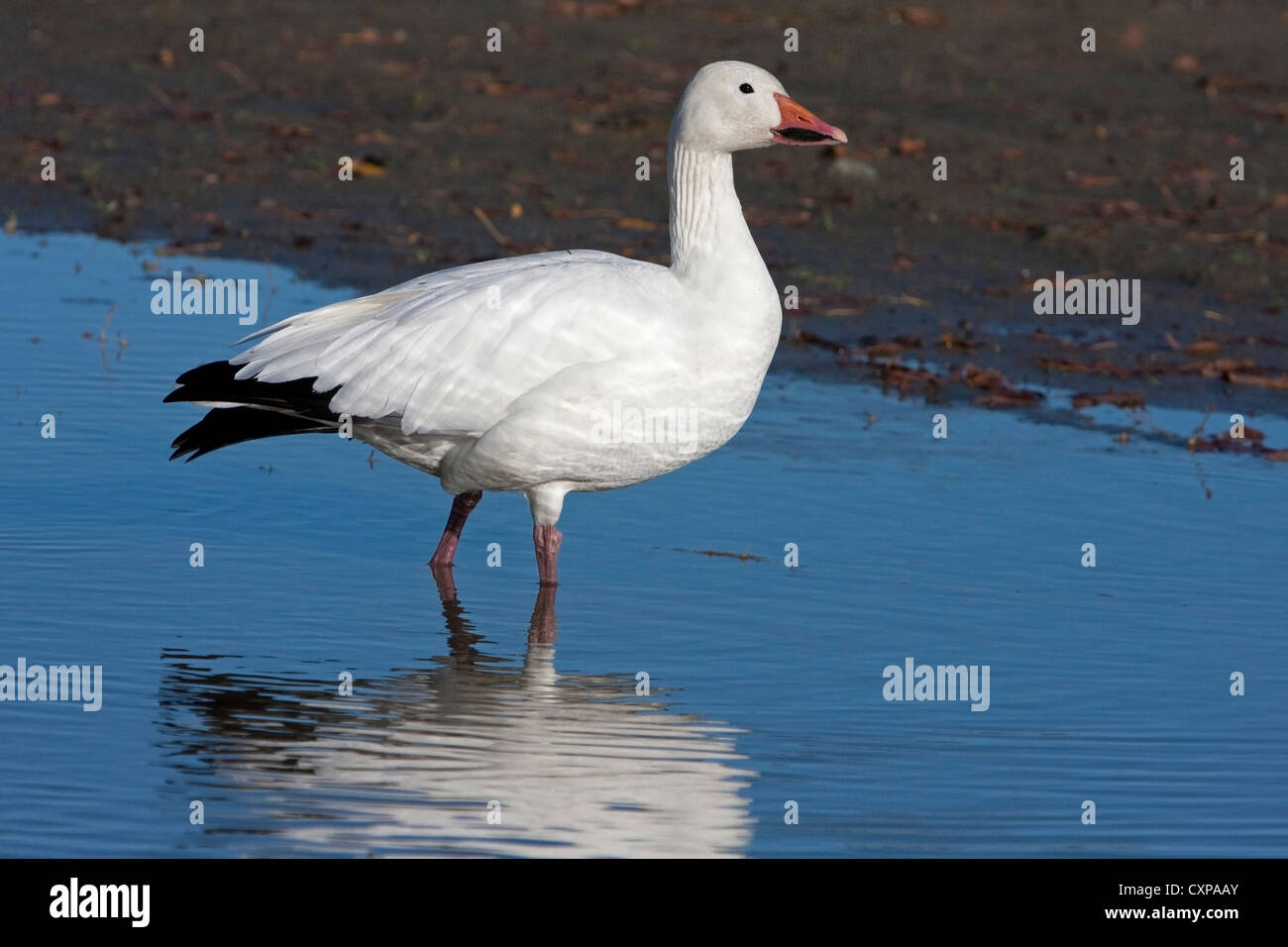 Snow Goose (Chen caerulescens) white morph feeding in the community ...