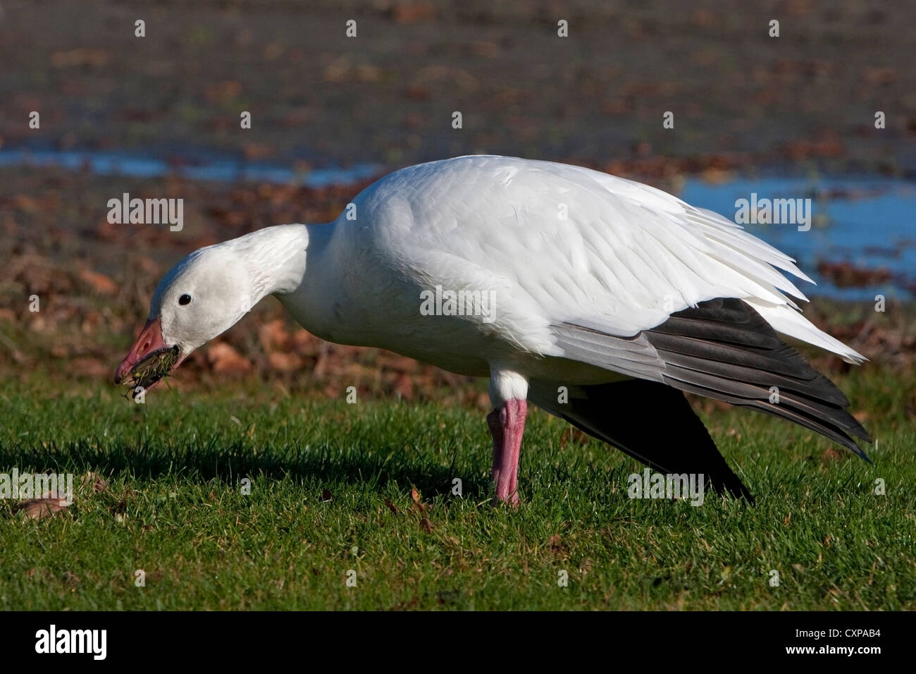 Snow Goose (Chen caerulescens) white morph feeding in the community ...