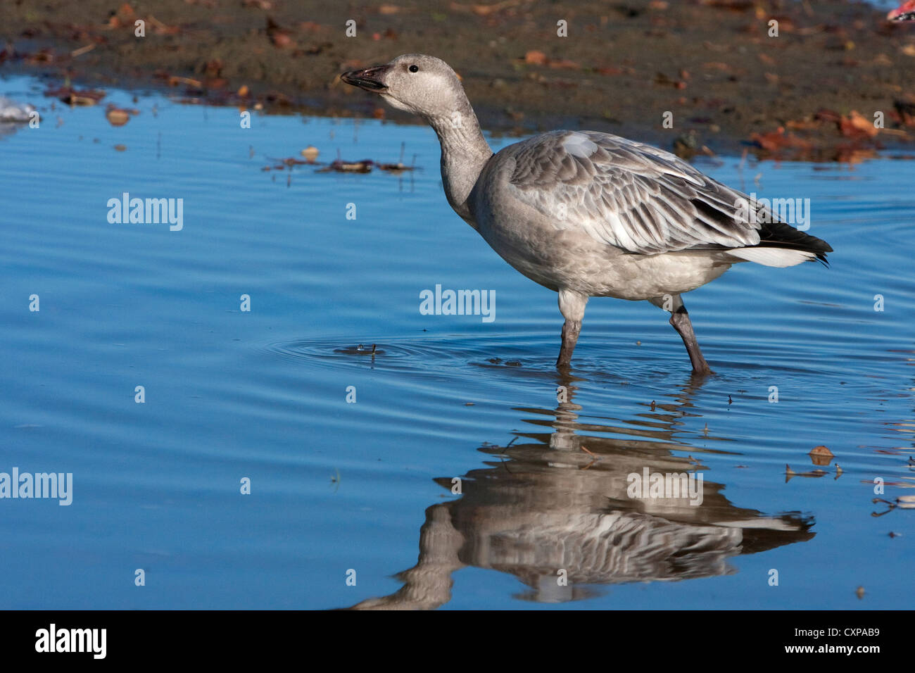 Snow Goose (Chen caerulescens) juvenile feeding in the community park ...