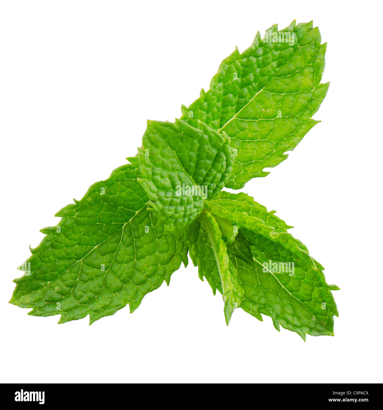 Fresh mint leaves isolated on white background Stock Photo - Alamy