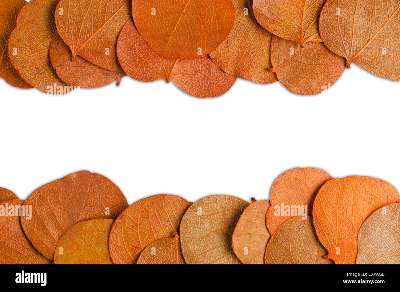 Autumn leaves border on horizontal white background Stock Photo - Alamy
