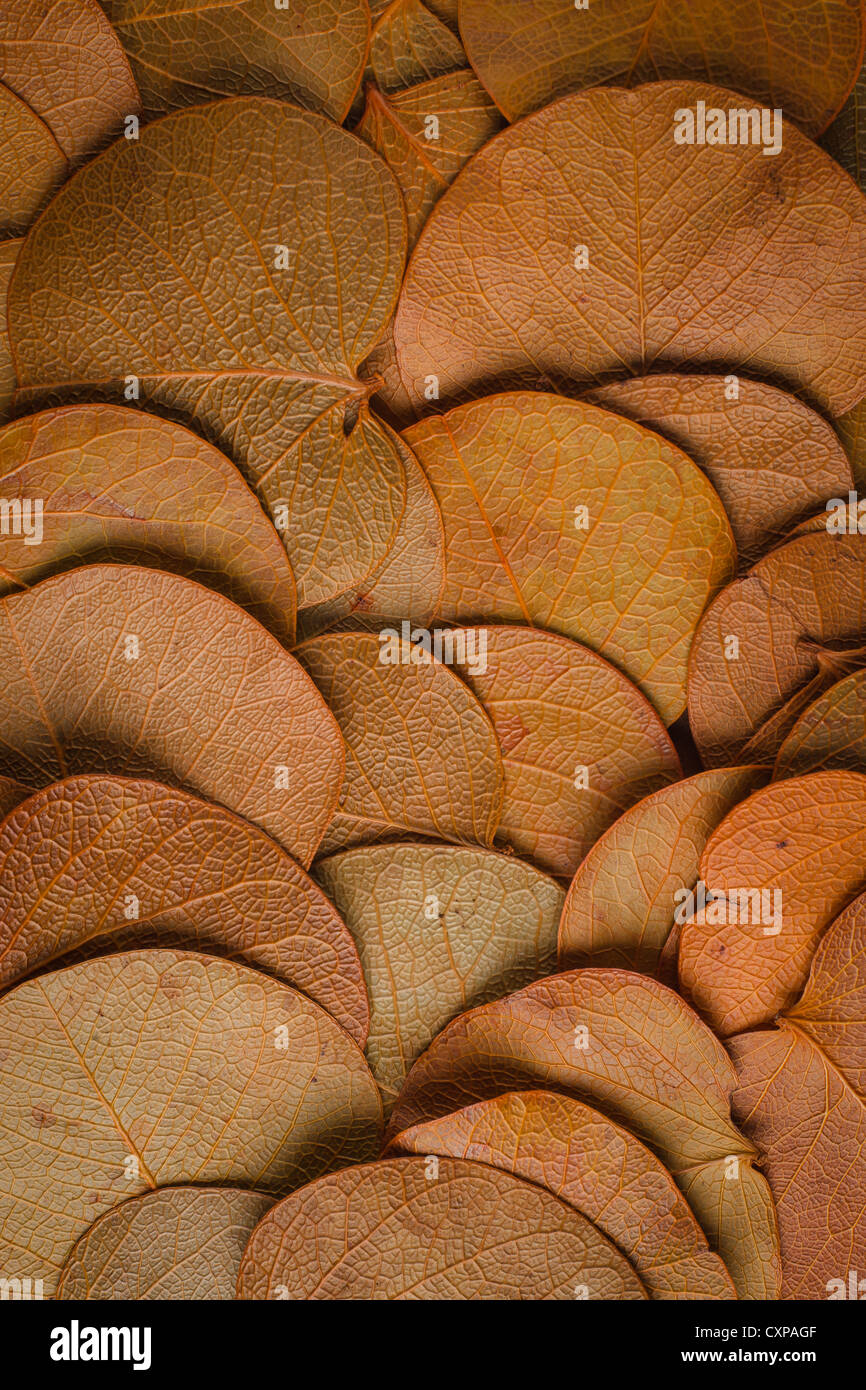 Autumn foliage texture background close up Stock Photo - Alamy