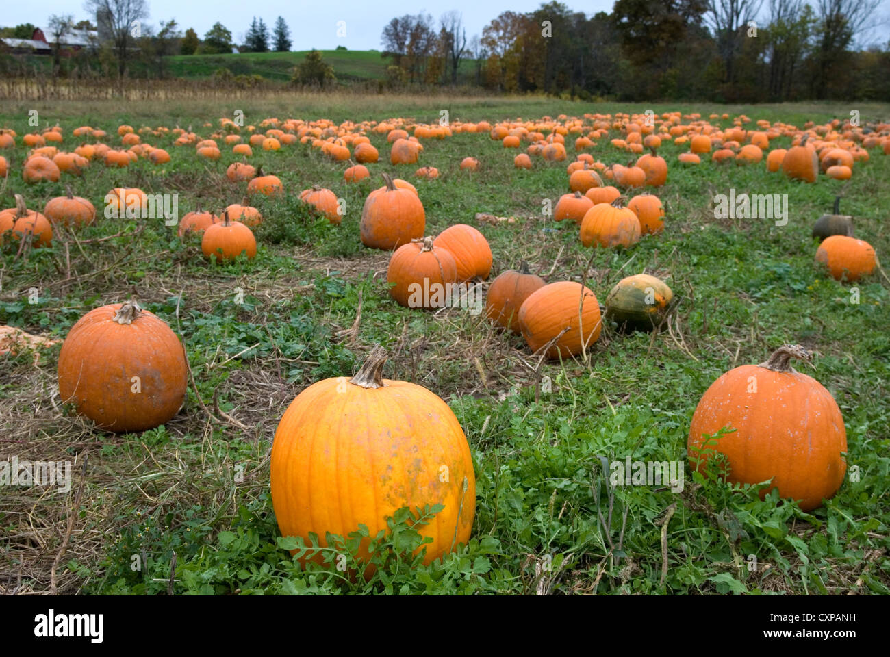 Fall landscape pumpkins hi-res stock photography and images - Alamy