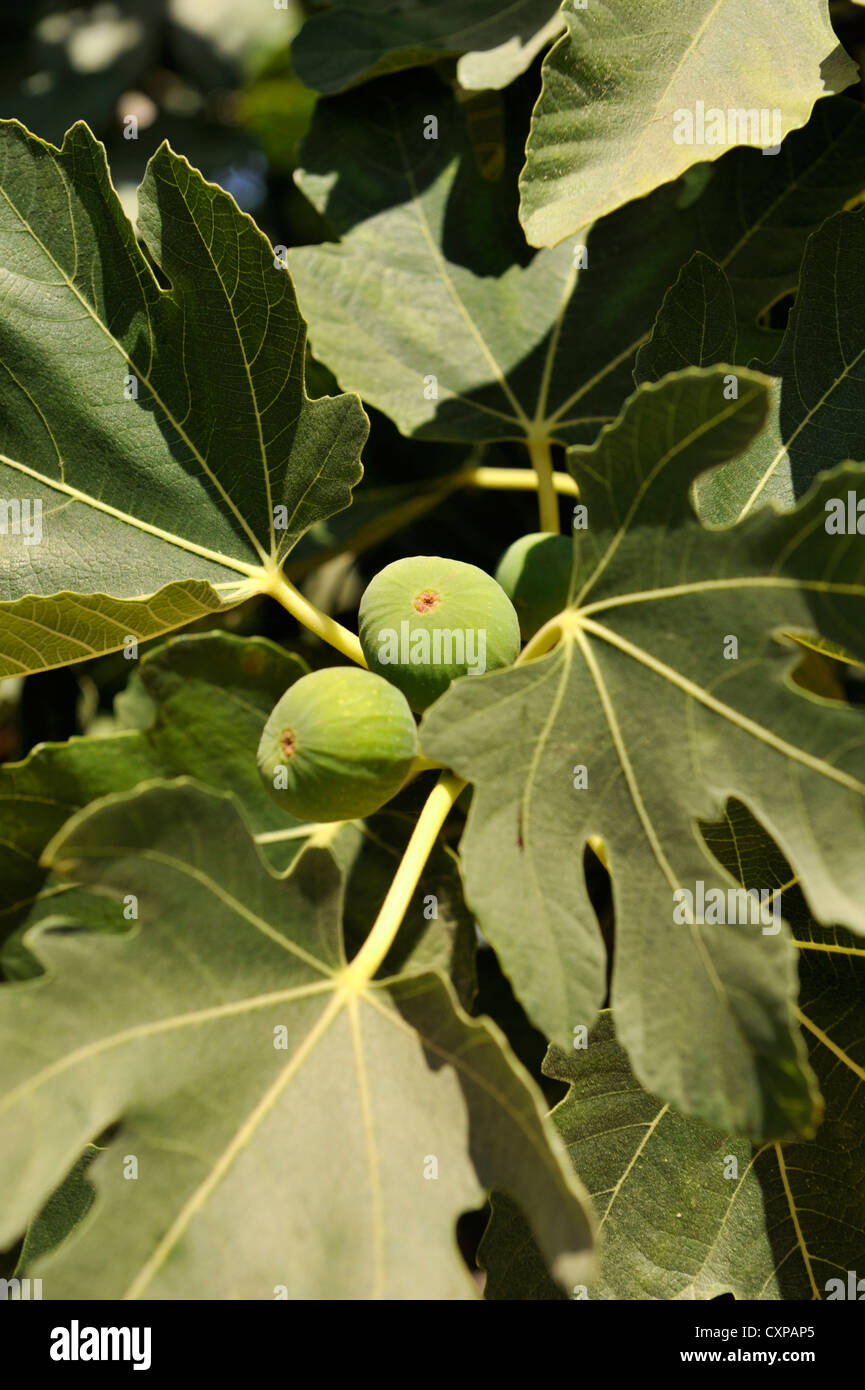 Figs on fig tree leaves hi-res stock photography and images - Alamy