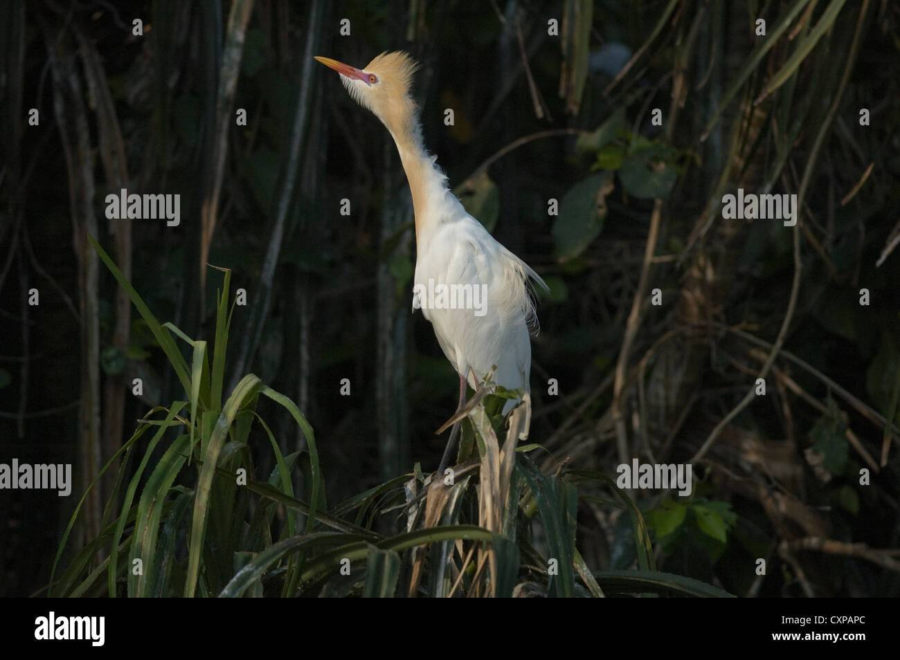 The handsome Cattle Egret perched at the Rangantittu Bird Sanctuary ...