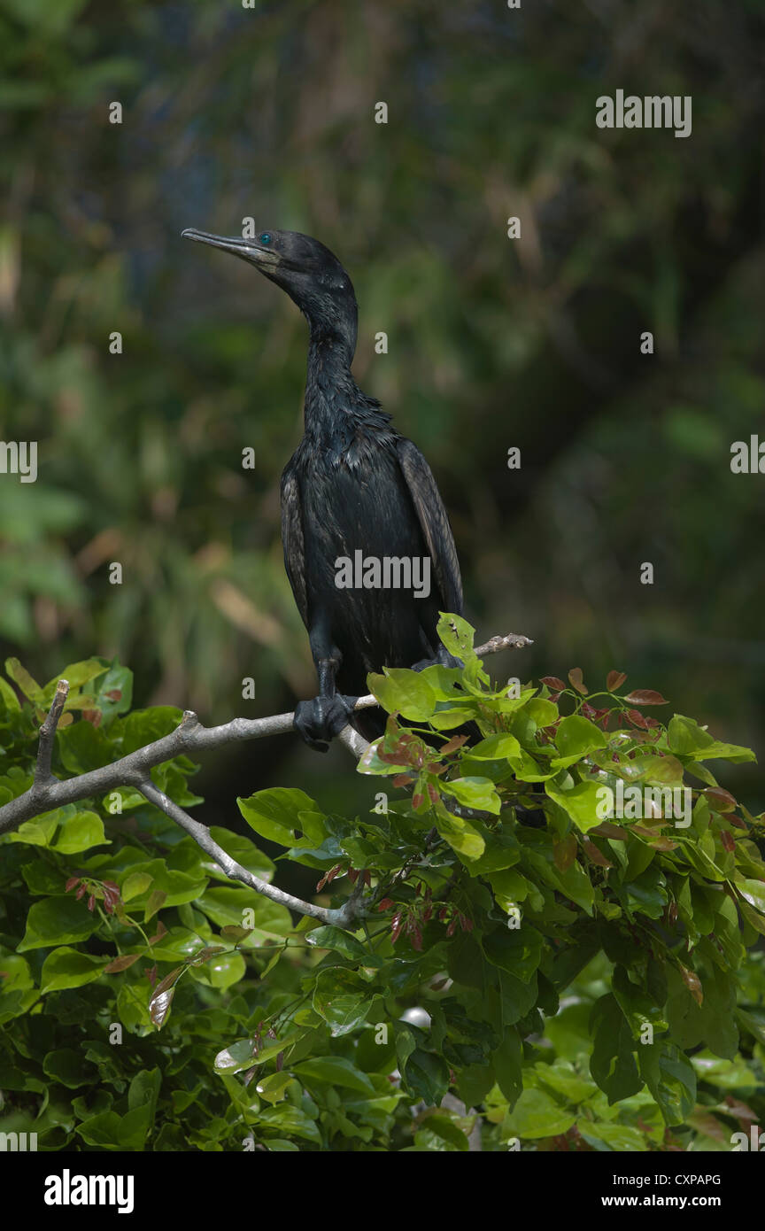 The handsome Indian Shag perched at the Rangantittu Bird Sanctuary near ...