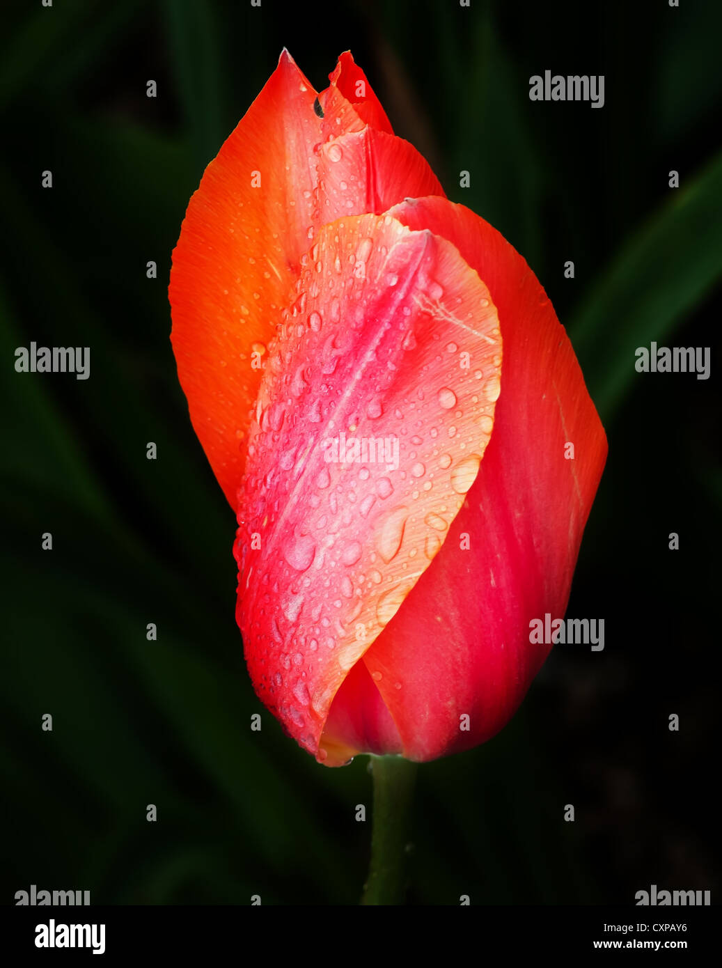 Pink Orange Tulip Flower Skagit Valley Farm Washington State Pacific ...